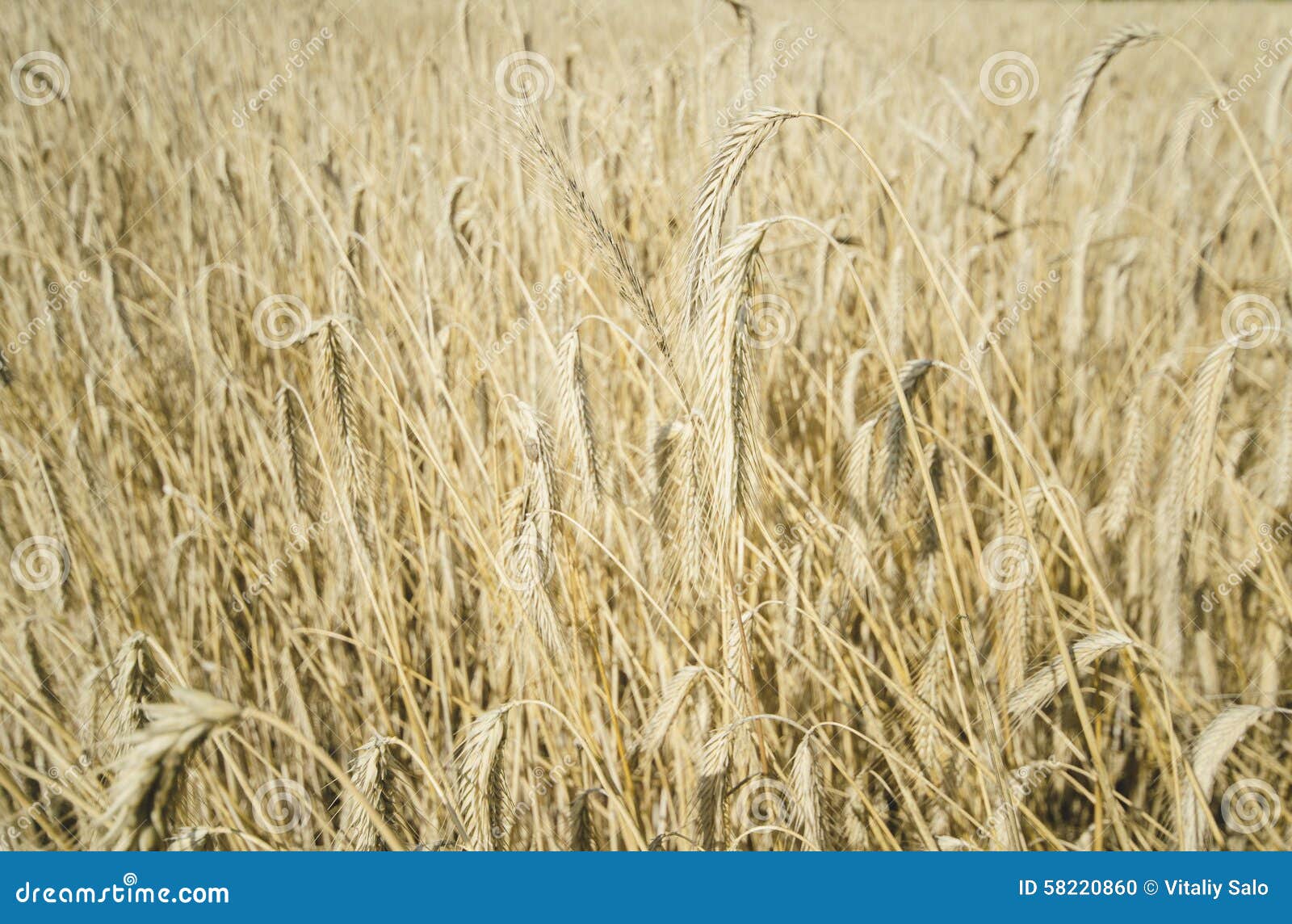 Weat stock photo. Image of harvesting, season, landscape - 58220860