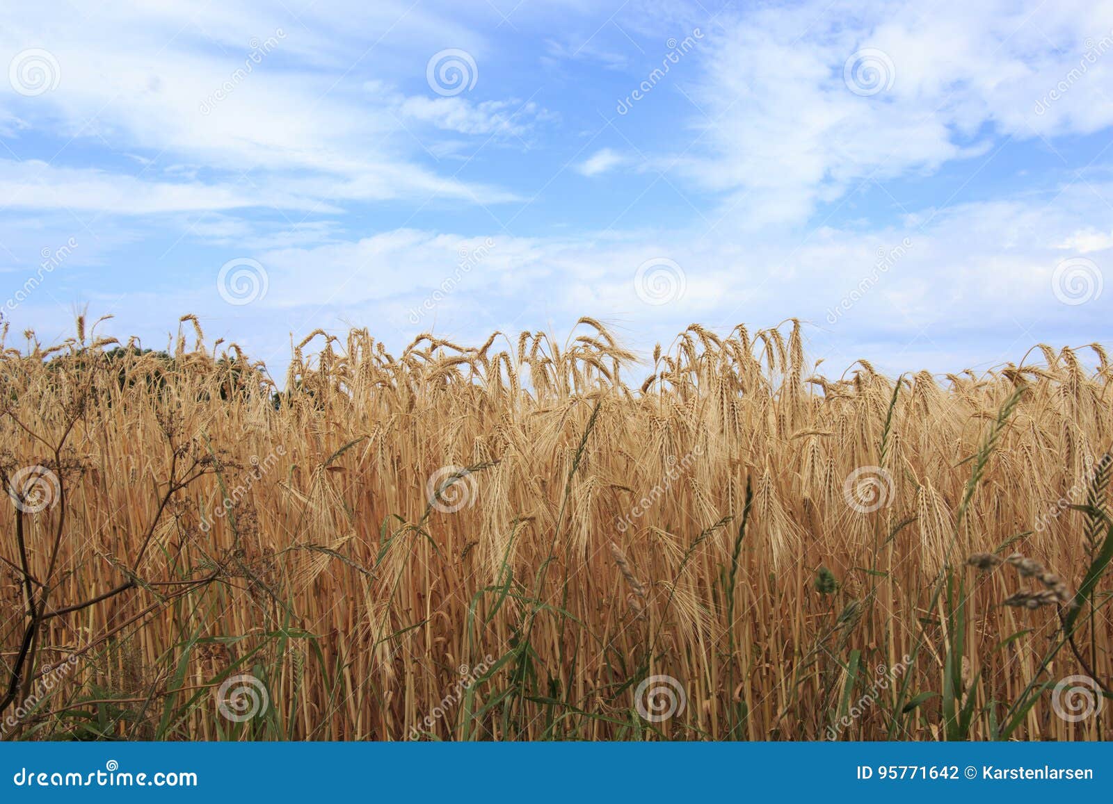 Weath field stock photo. Image of field, france, clouds - 95771642