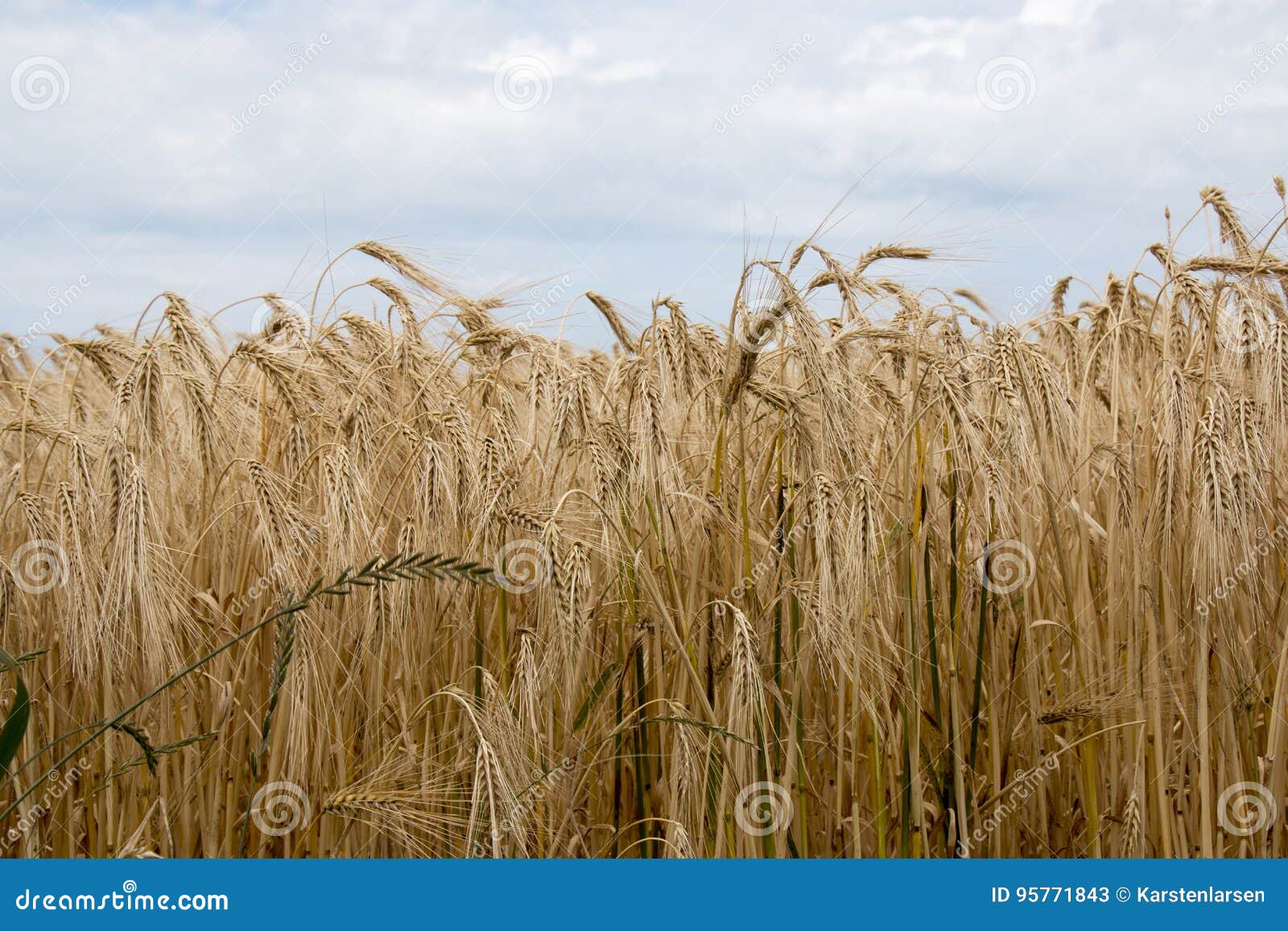Weath field stock image. Image of ripe, calais, korn - 95771843