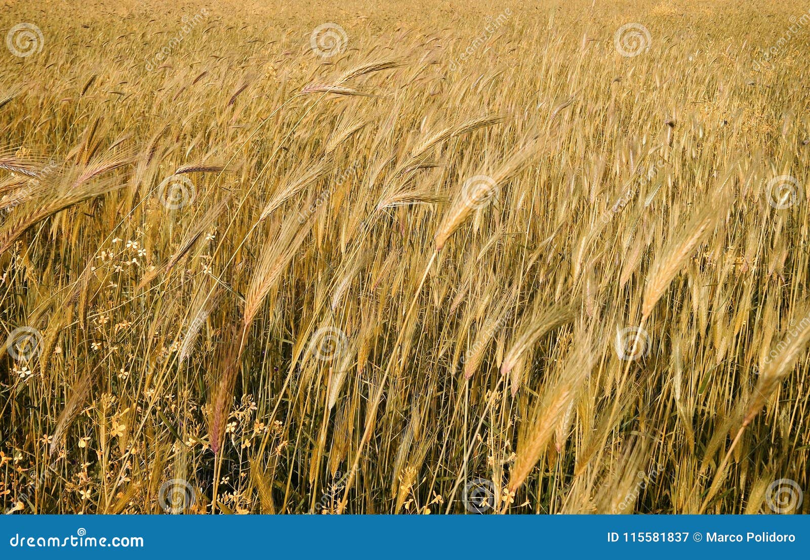 Weath field stock image. Image of gold, campo, weath - 115581837