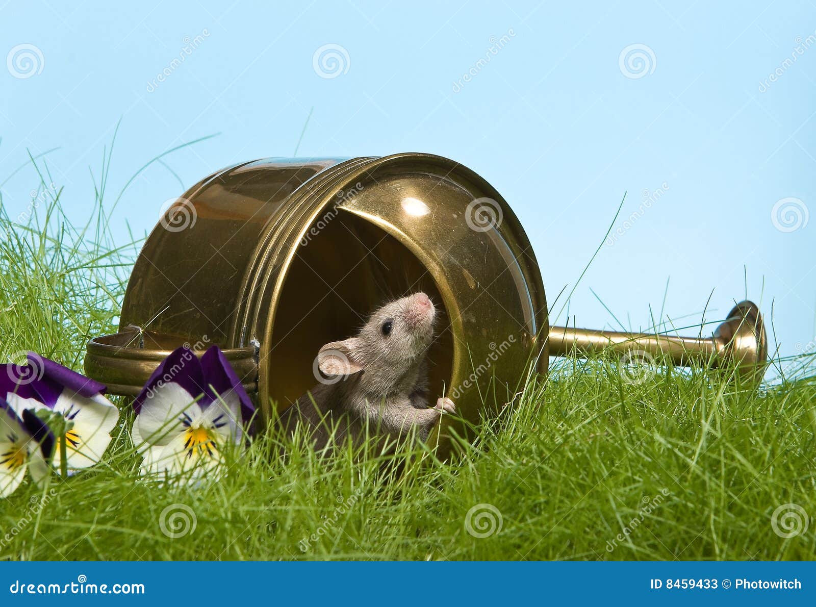 606 Weather Mouse Stock Photos - Free & Royalty-Free Stock Photos from ...