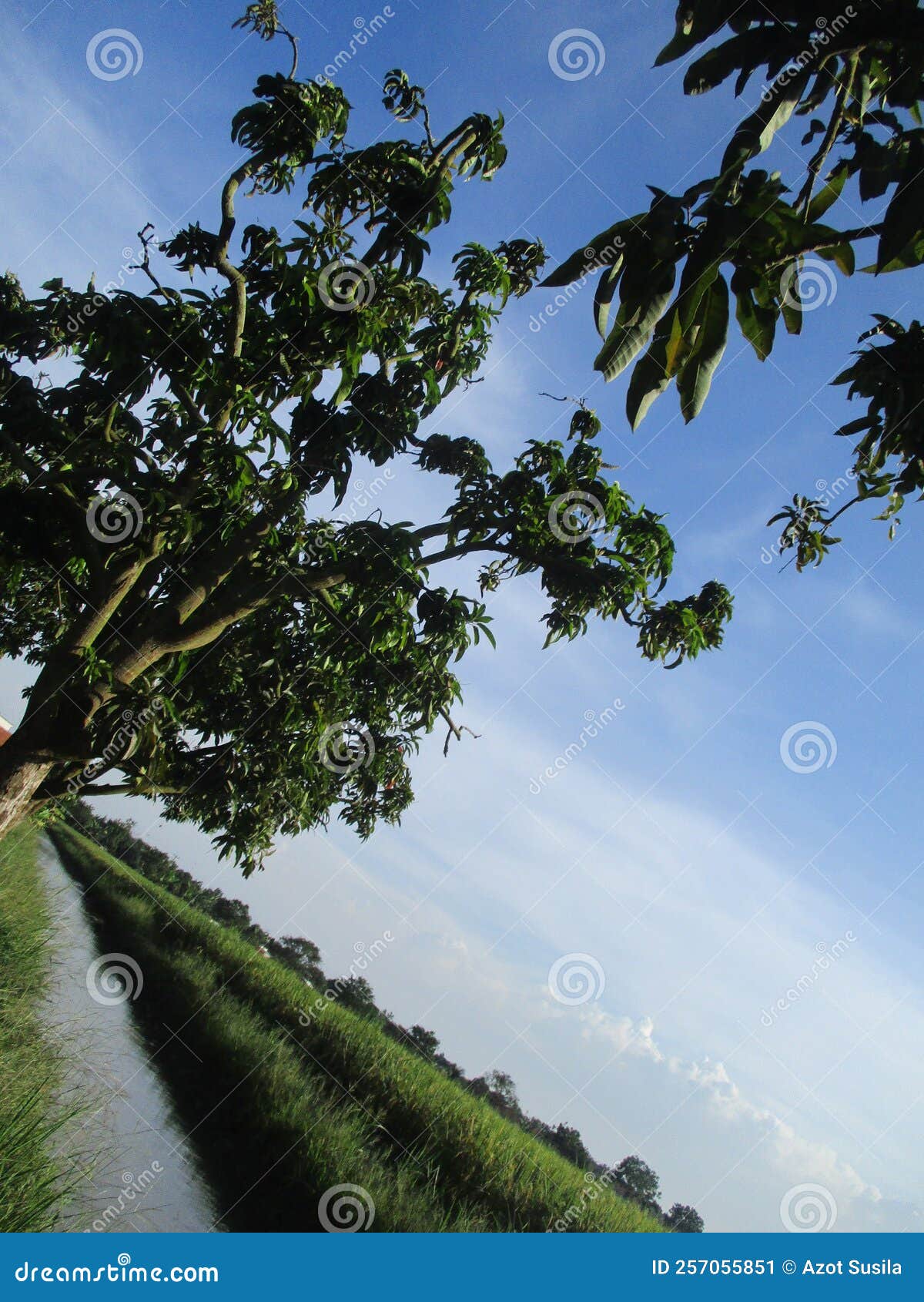 The Weather is Clear, the Sky is Blue with White Clouds that are Soft ...