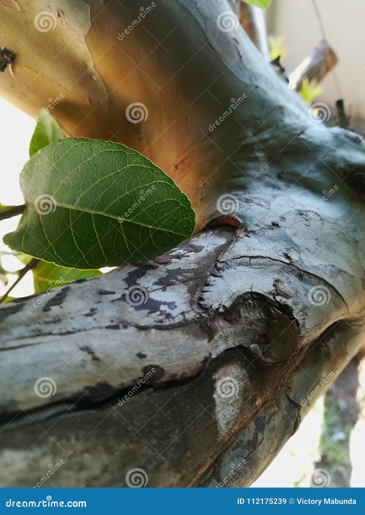 Guava tree Bark stock image. Image of guava, african - 112175239
