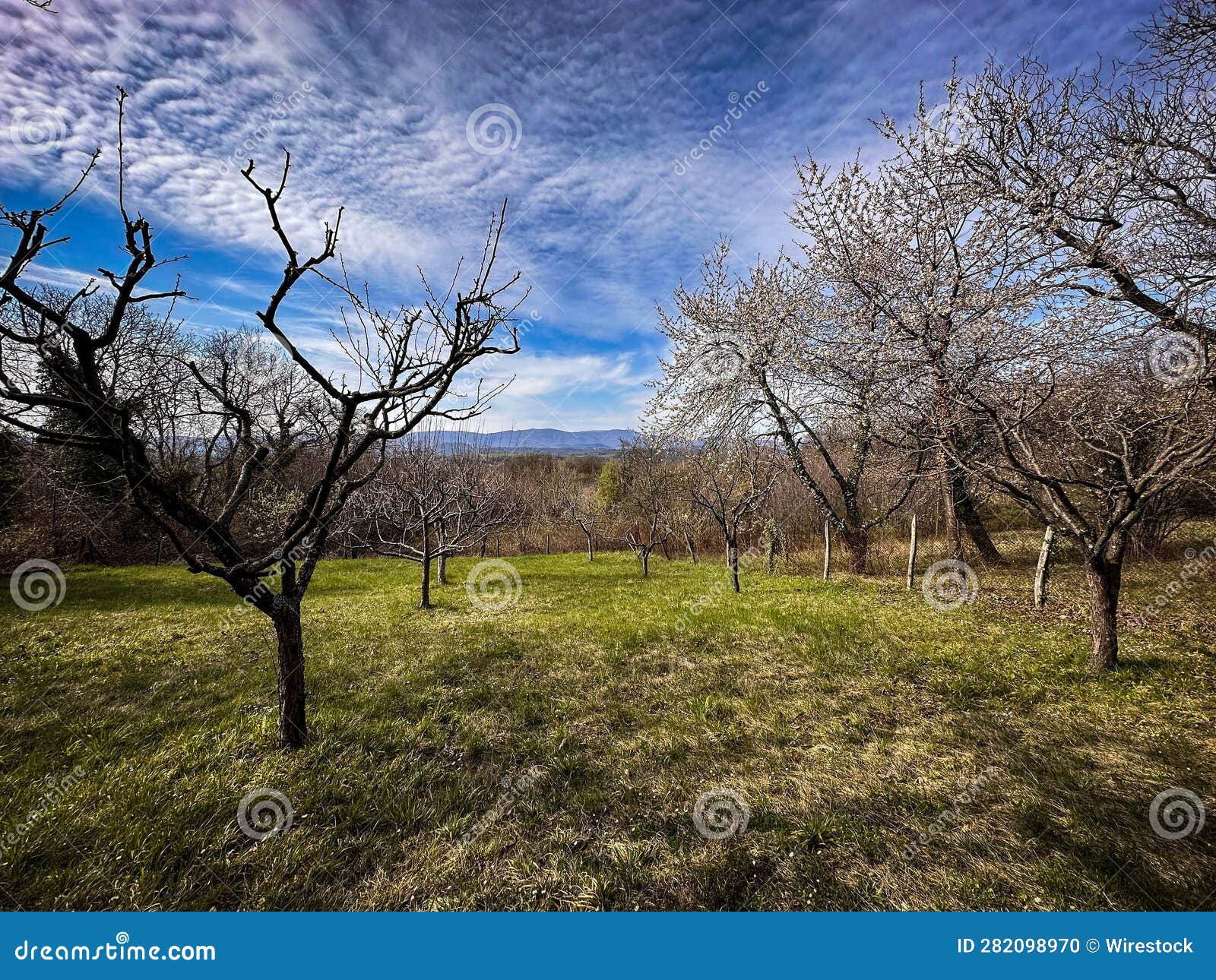 Weathered Barren Trees in a Green Field Stock Photo - Image of ...