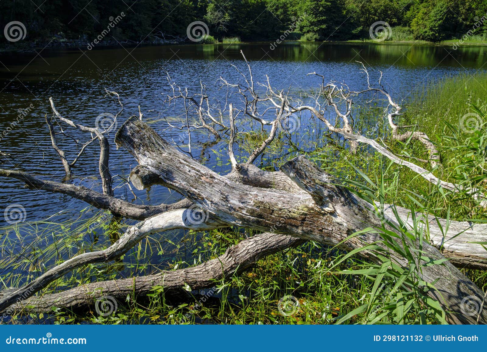 Weathered and Bleched Tree Corpse Stock Photo - Image of lake, cycle ...