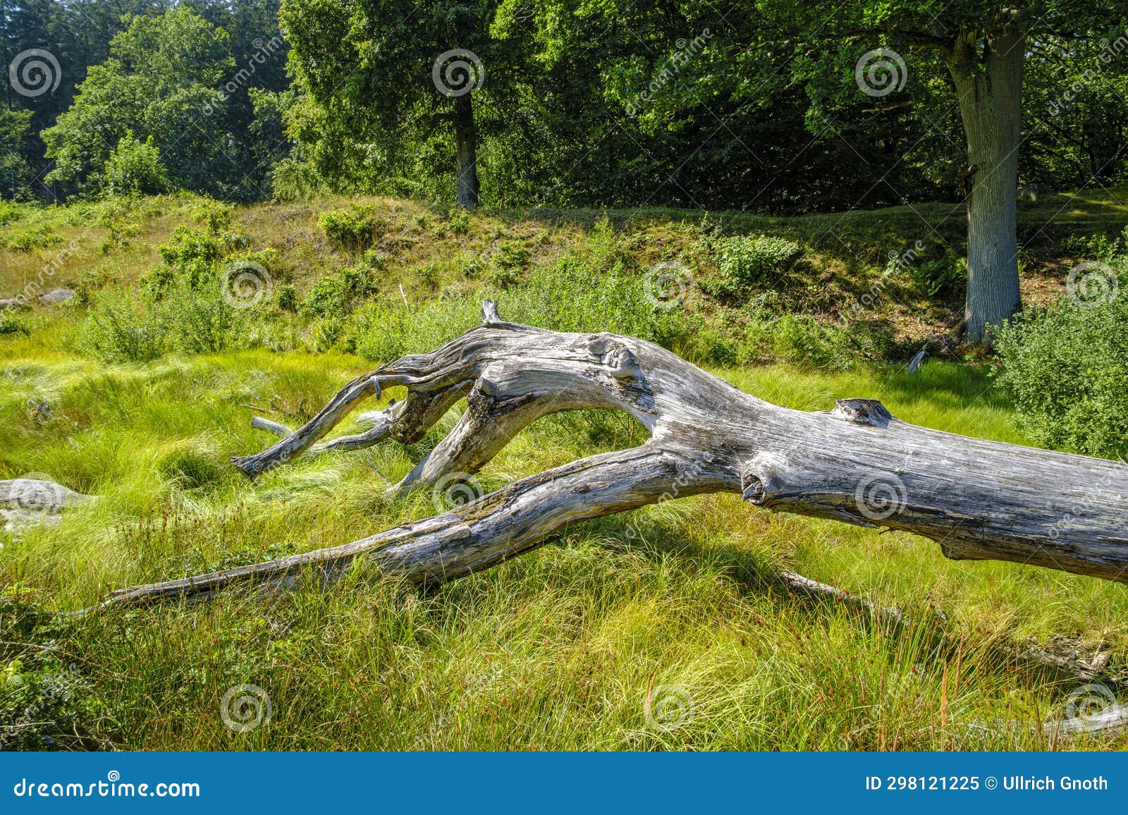 Bleched Tree Stock Photos - Free & Royalty-Free Stock Photos from ...