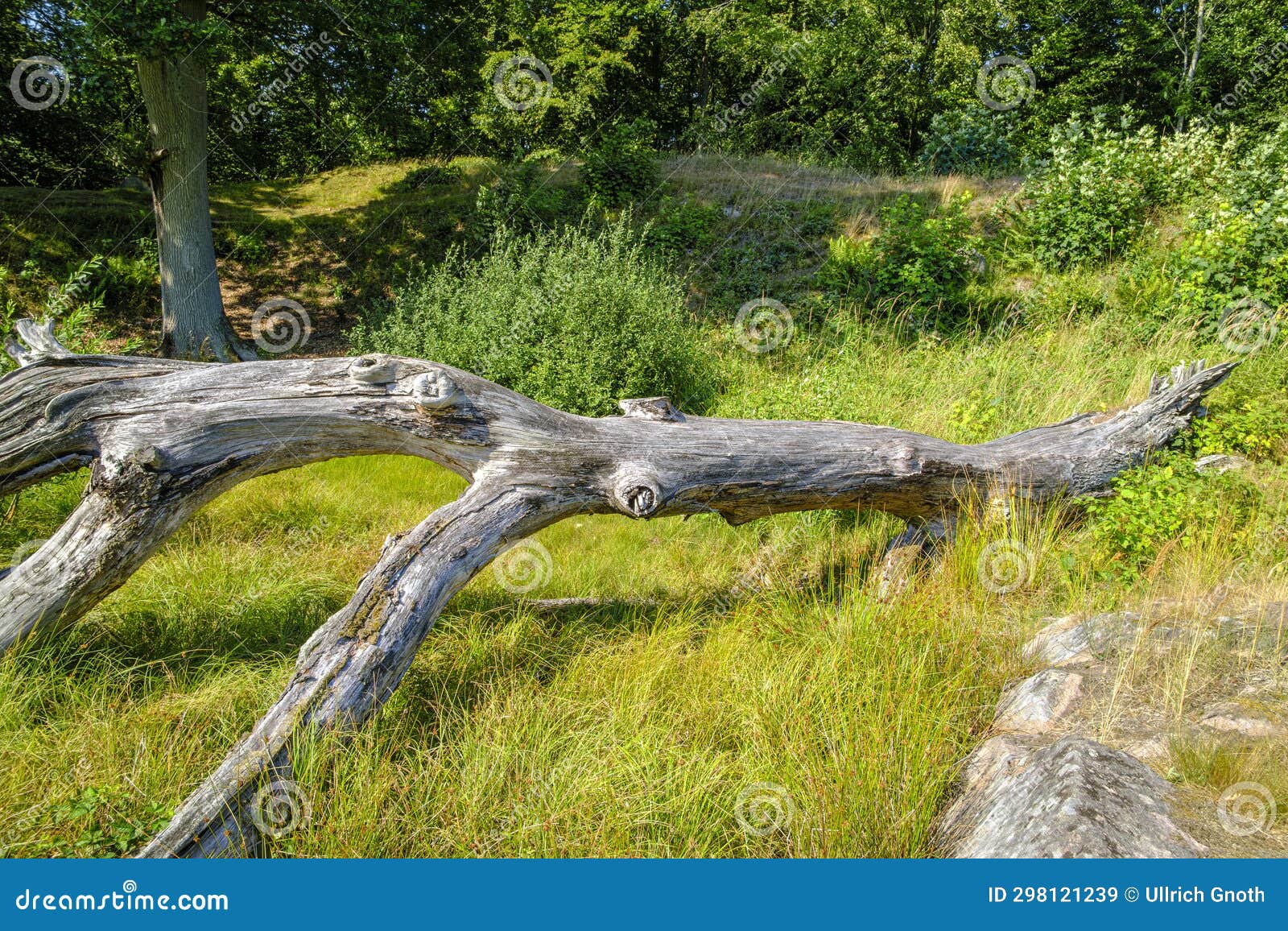 Weathered and Bleched Tree Corpse Stock Image - Image of bleached ...