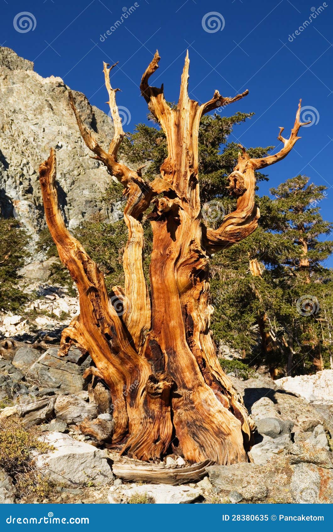 Weathered Dead Pine Tree stock image. Image of mountain - 28380635