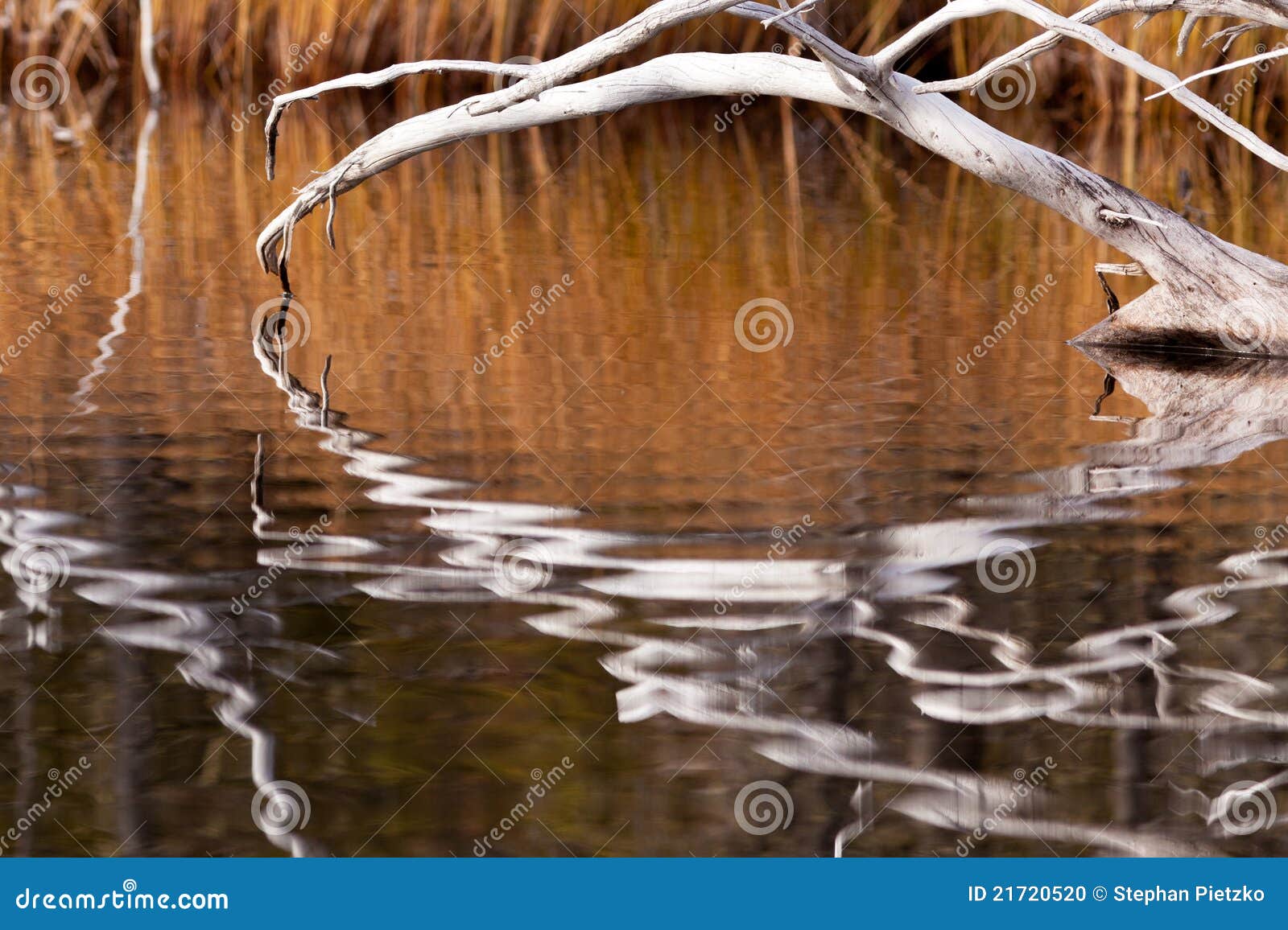 Weathered Dead Wood Mirrored on Rippled Surface Stock Photo - Image of ...