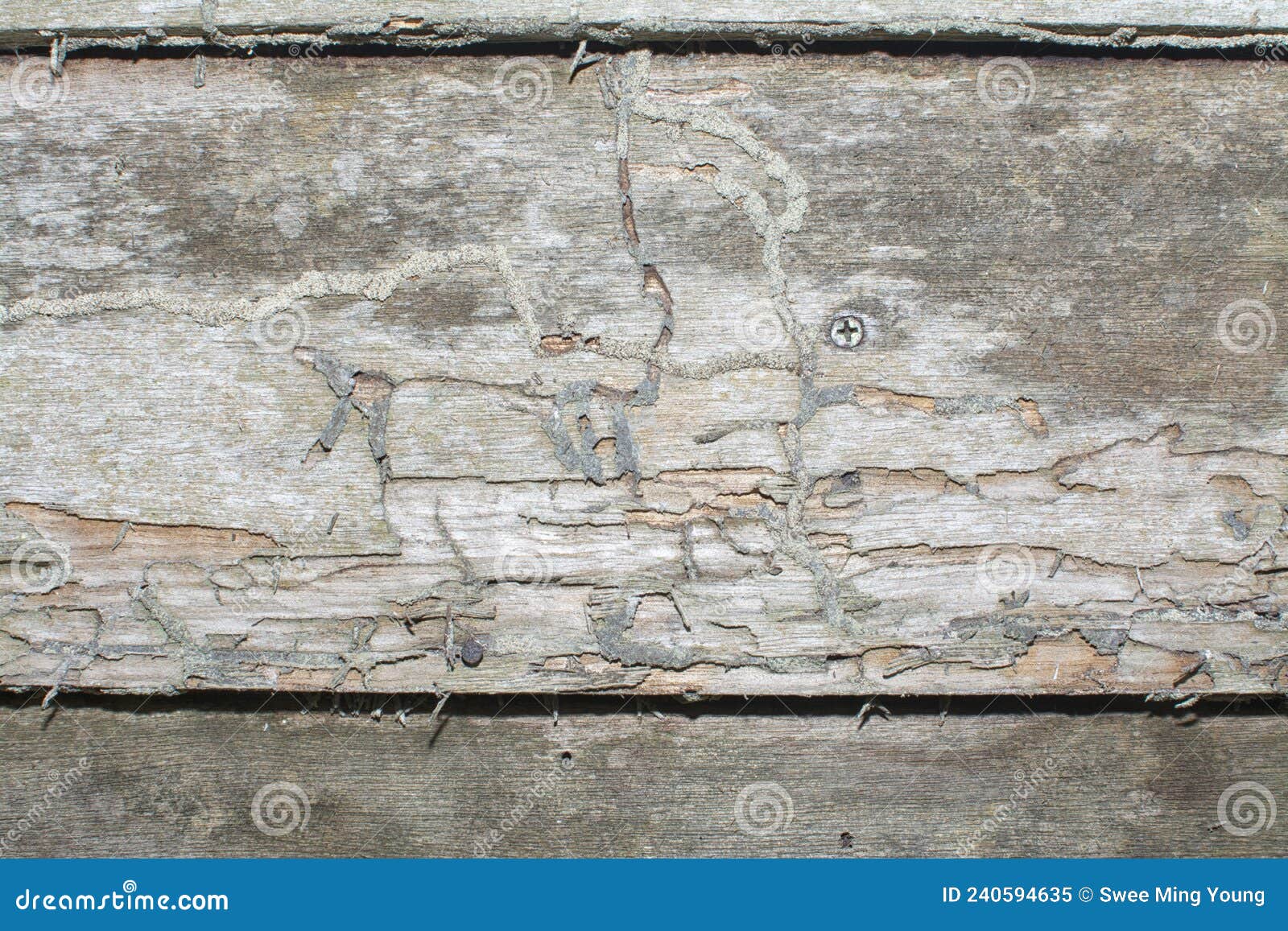 Weathered and Decayed Wall Plank Wood Texture Stock Image - Image of ...