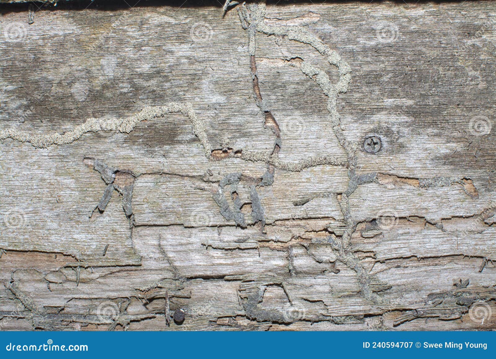 Weathered and Decayed Wall Plank Wood Texture Stock Image - Image of ...