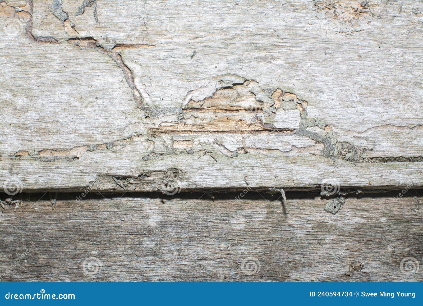 Weathered and Decayed Wall Plank Wood Texture Stock Photo - Image of ...