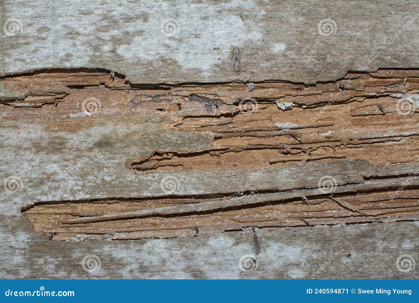 Weathered and Decayed Wall Plank Wood Texture Stock Image - Image of ...