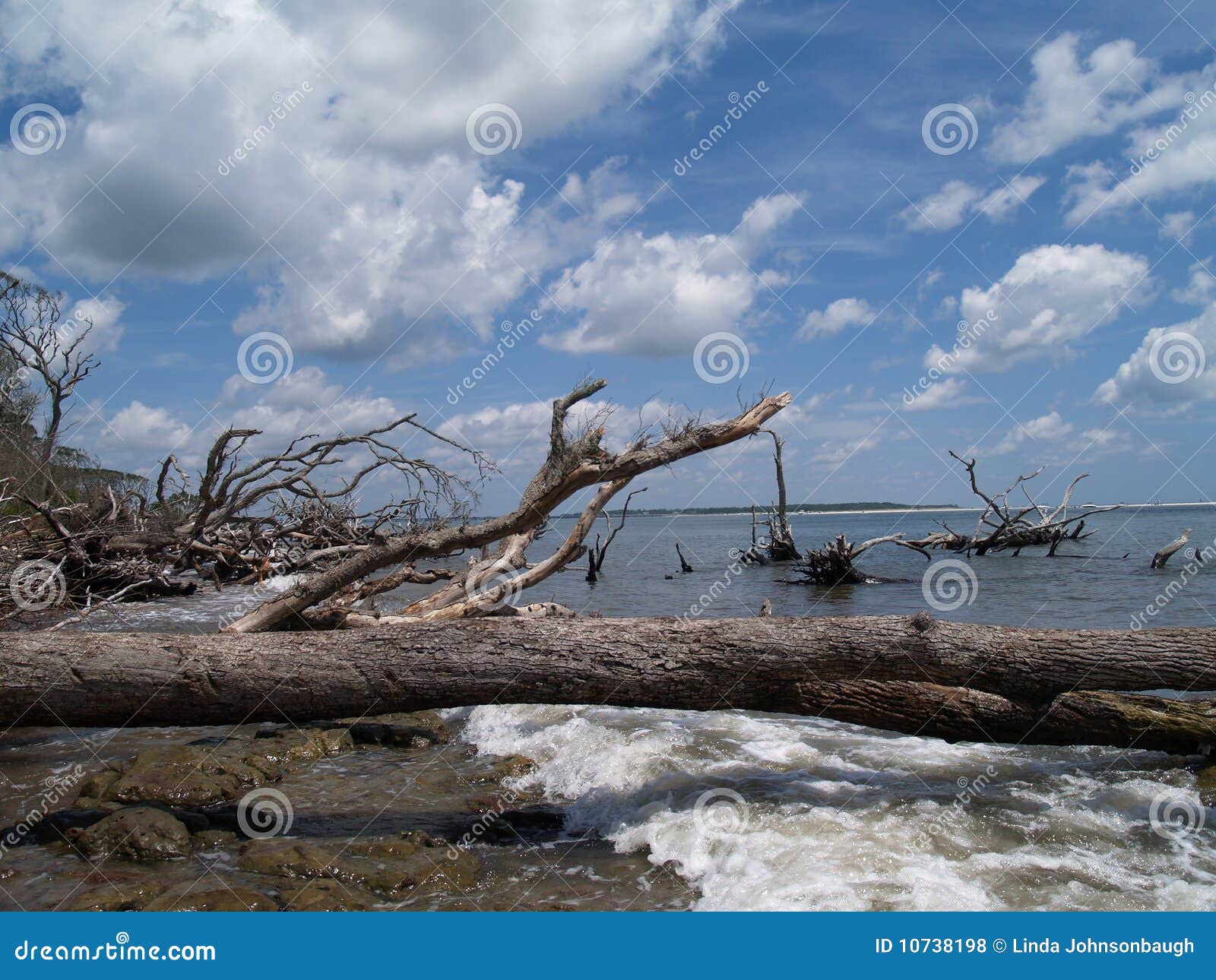 Weathered Fallen Trees Along an Ocean Beach Stock Photo - Image of sand ...