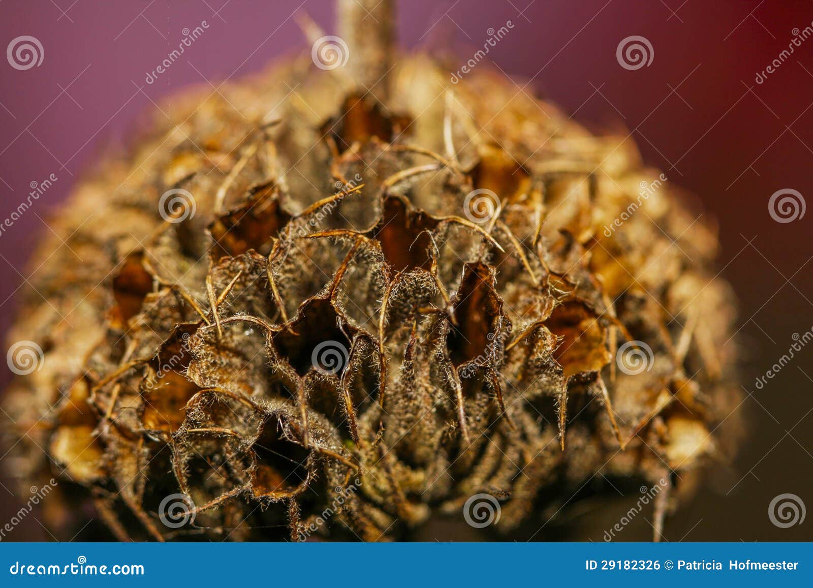 Weathered flower stock photo. Image of close, life, flora - 29182326