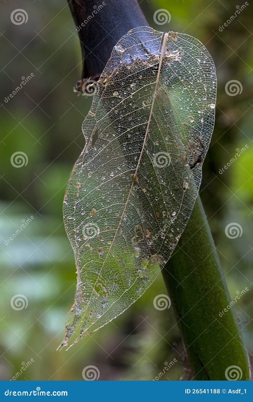 Weathered Leaf with Reticulate Venation Stock Photo - Image of amazon ...