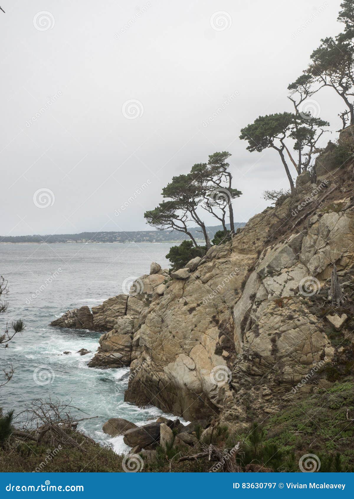 Weathered Monterey Cypress Trees at the Coast Stock Image - Image of ...