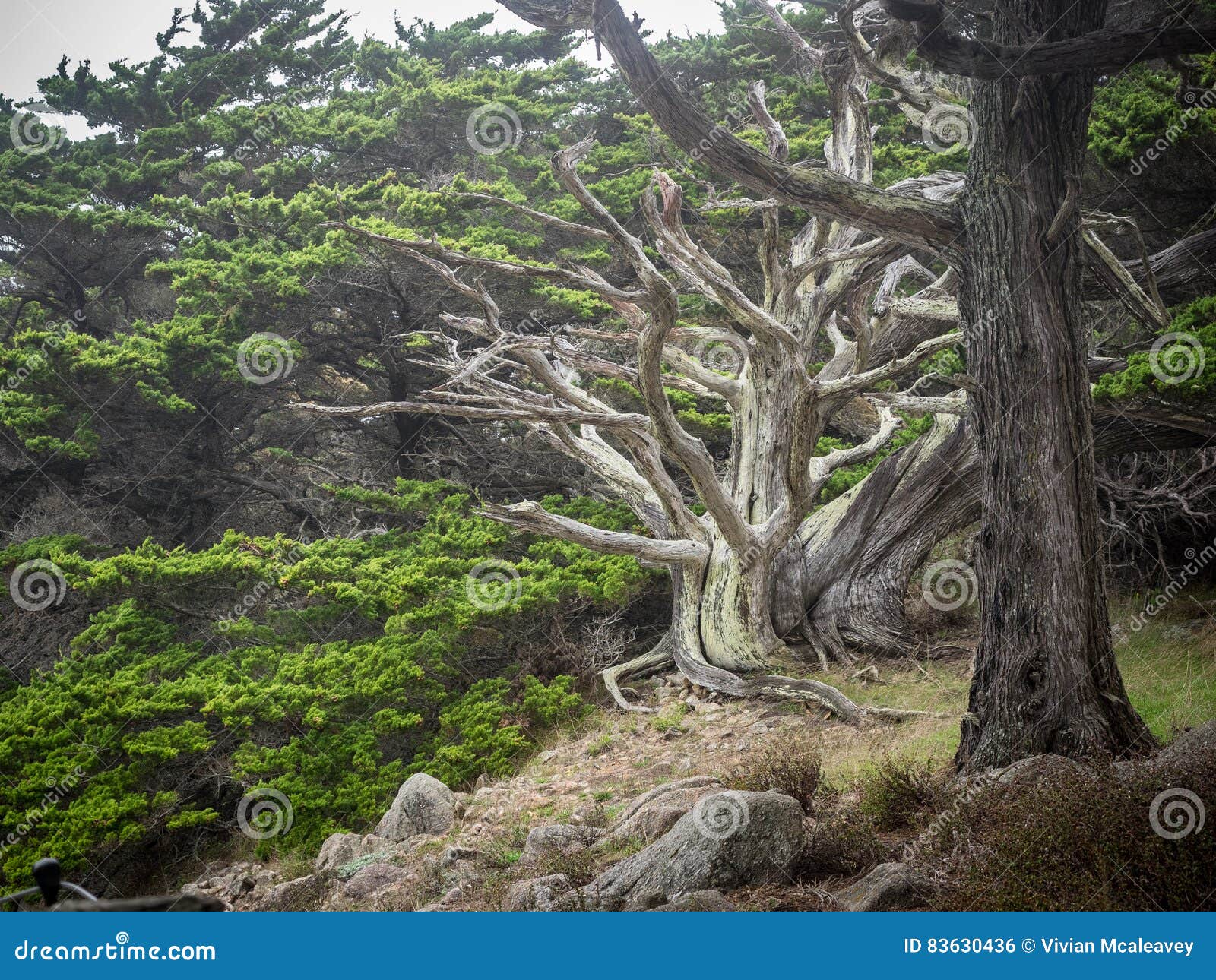 Weathered Monterey Cypress Trees Stock Photo - Image of lobos, live ...