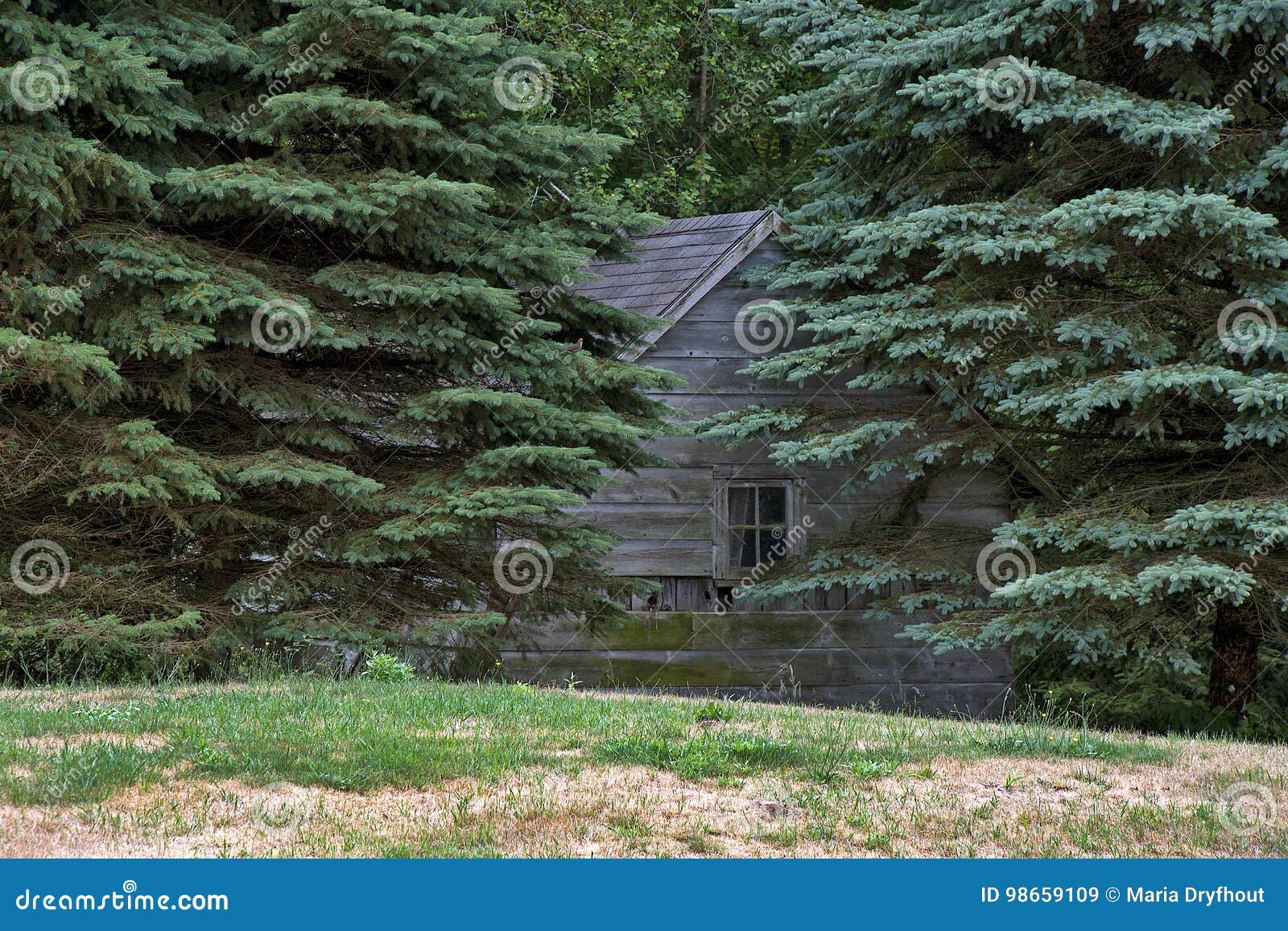 Rustic shack in pine trees stock image. Image of pine - 98659109
