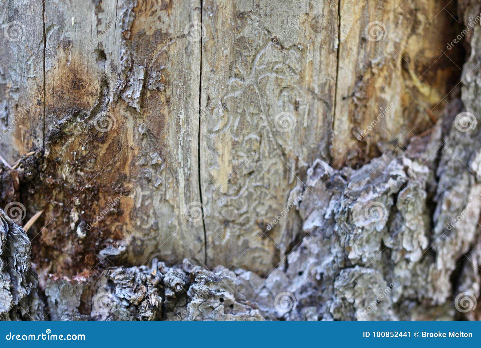 Weathered Old Cracked Tree Trunk Macro Stock Image - Image of crack ...