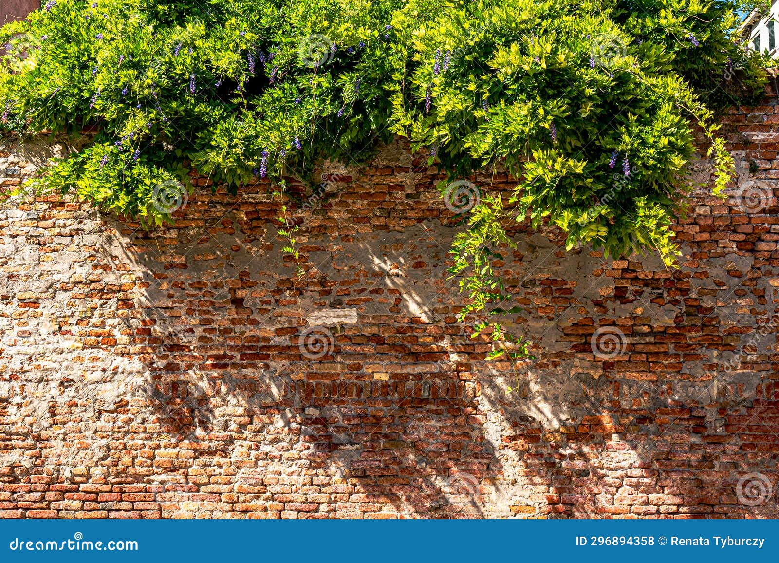 Weathered, Old Red Brick Wall with Wisteria Tree Leaves on Top Stock ...