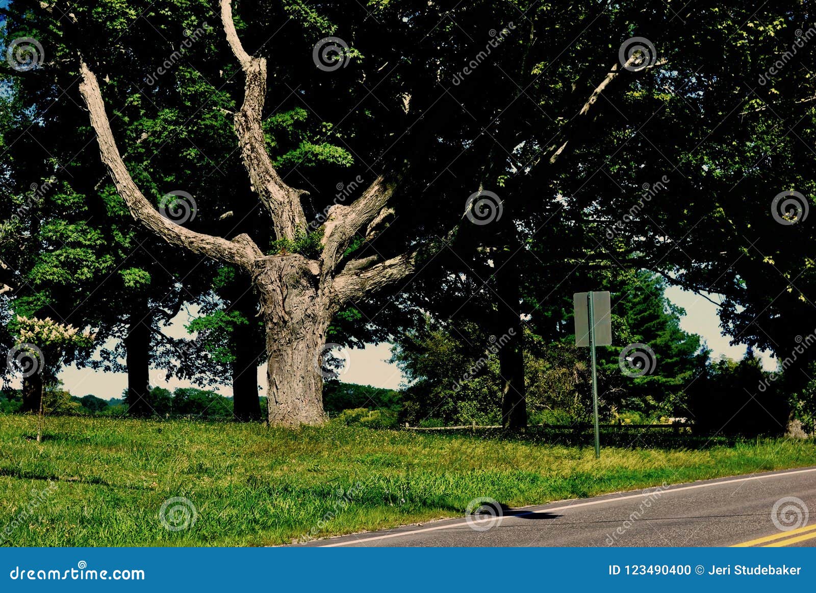 Ancient Tree with Scars and Broken Limbs Stock Photo - Image of limbs ...