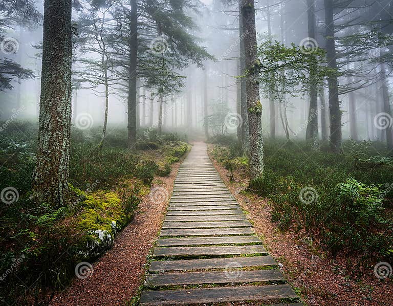 A Weathered Pathway Split into Two in a Misty Forest Stock Illustration ...