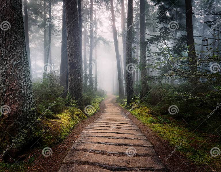 A Weathered Pathway Split into Two in a Misty Forest Stock Illustration ...