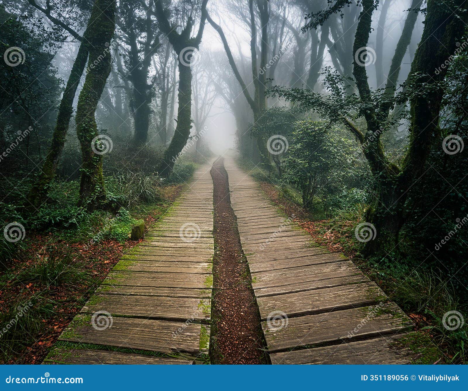 A Weathered Pathway Split into Two in a Misty Forest Stock Illustration ...