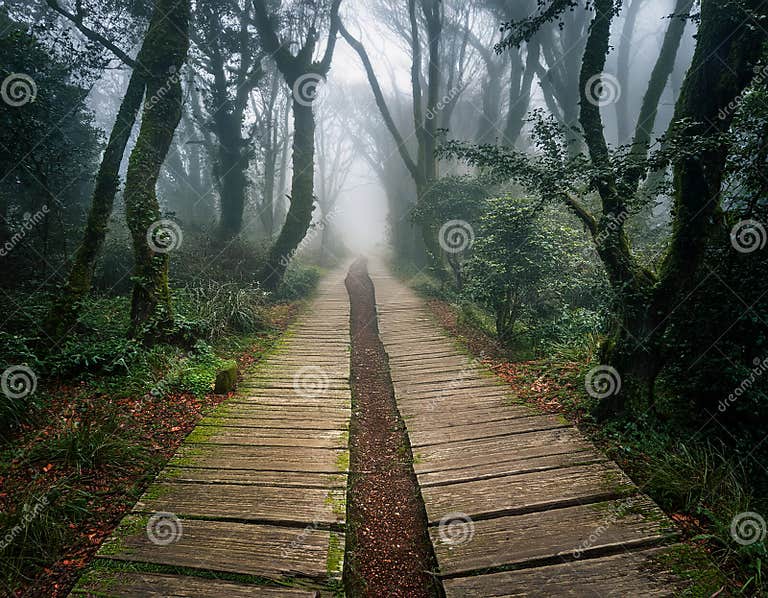 A Weathered Pathway Split into Two in a Misty Forest Stock Illustration ...
