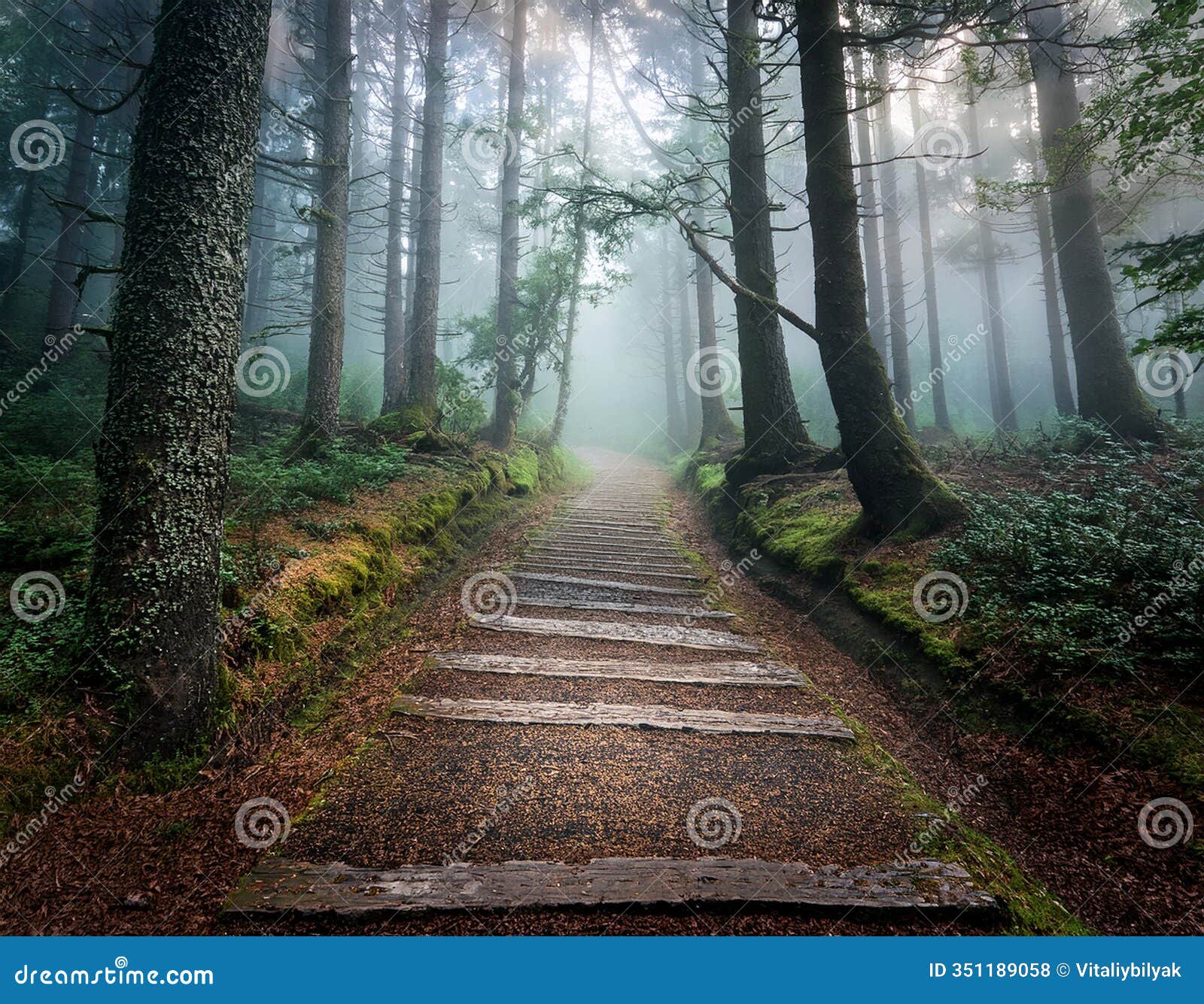 A Weathered Pathway Split into Two in a Misty Forest Stock Illustration ...