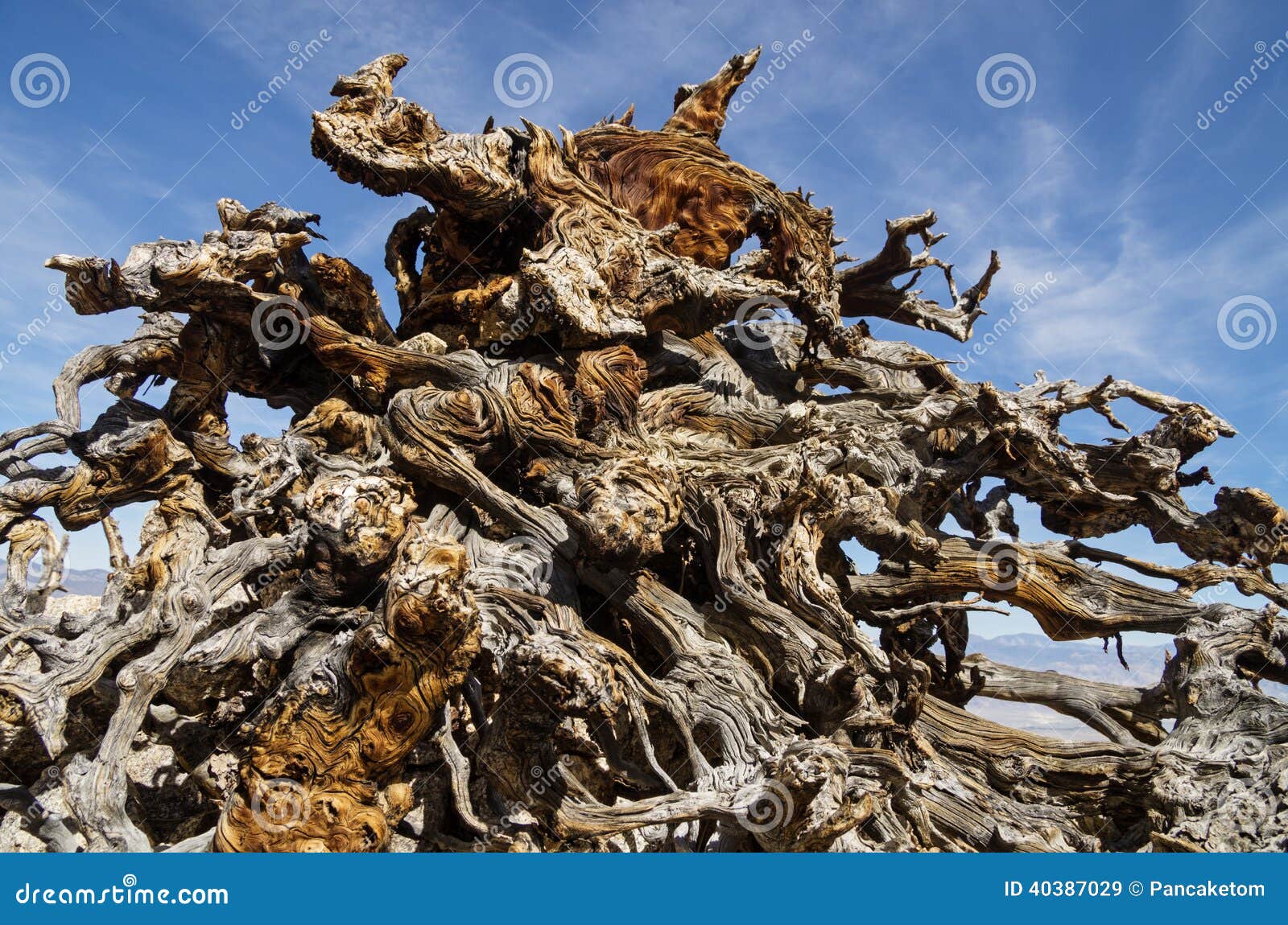 Weathered Pine Roots stock image. Image of pine, branching - 40387029