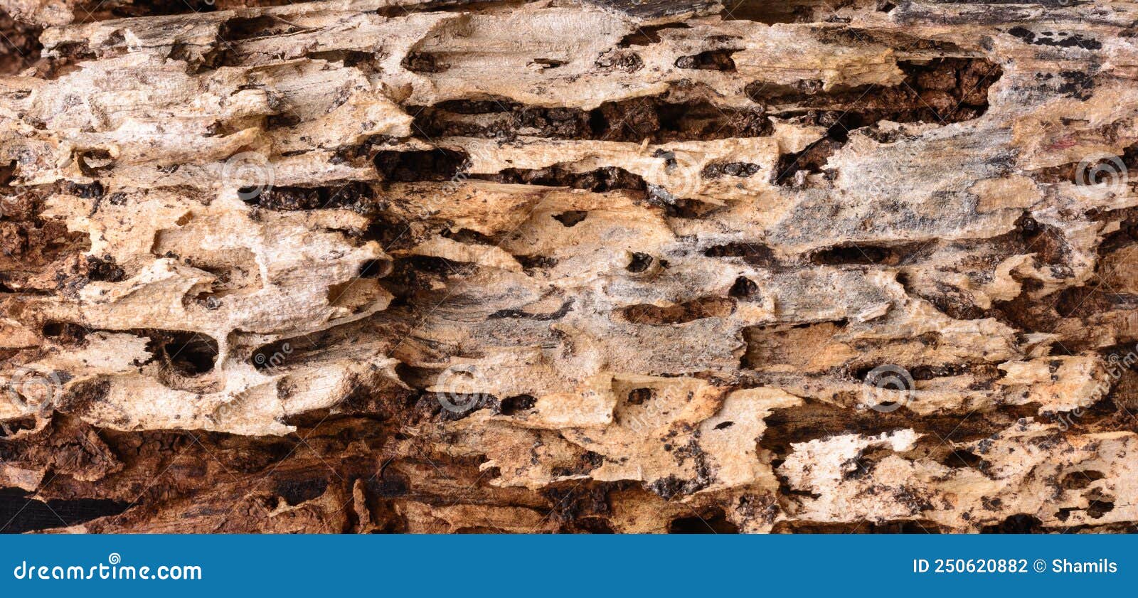 Weathered Rotten Tree Trunk, Abstract Background Stock Photo - Image of ...