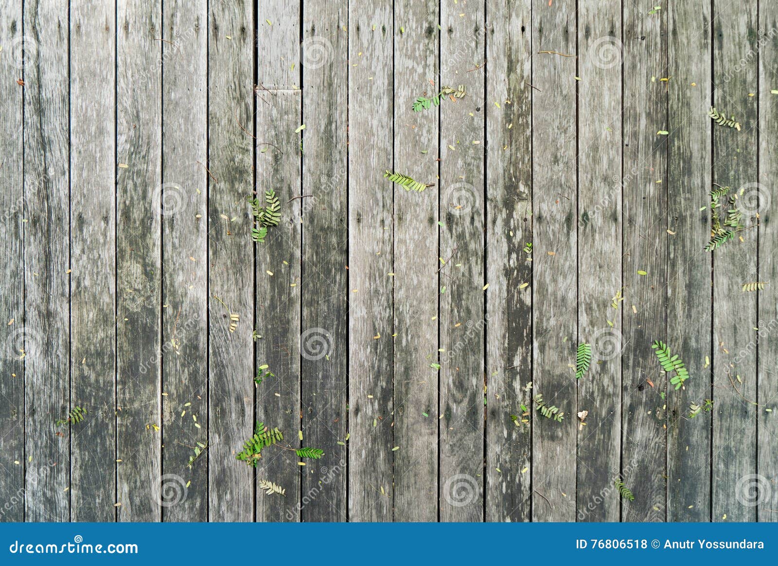 Weathered Rustic Wooden Floor with Plant Stock Photo - Image of plank ...