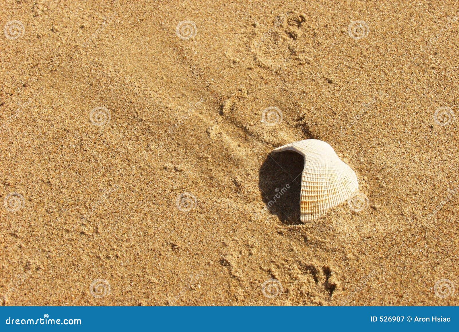 Weathered seashell in sand stock image. Image of afternoon - 526907