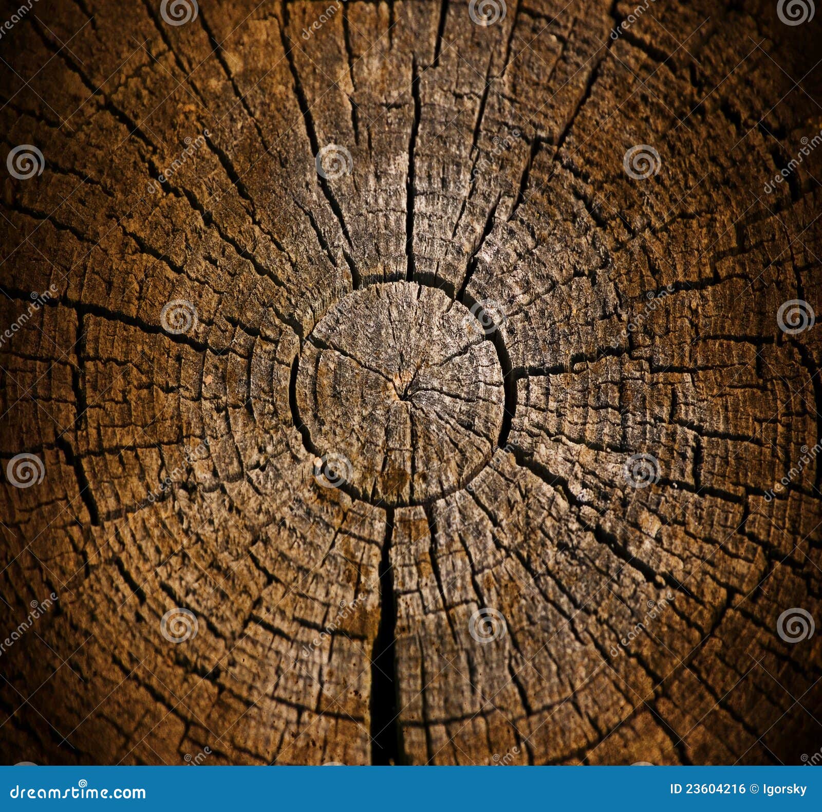 Weathered stump texture stock photo. Image of grunge - 23604216