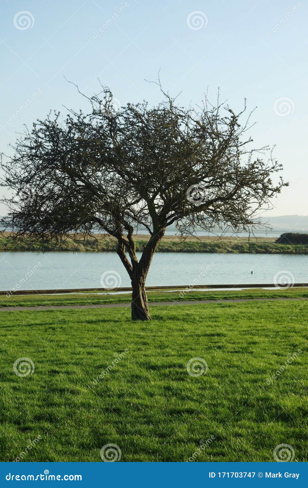 Weathered Stunted Tree stock image. Image of weathered - 171703747