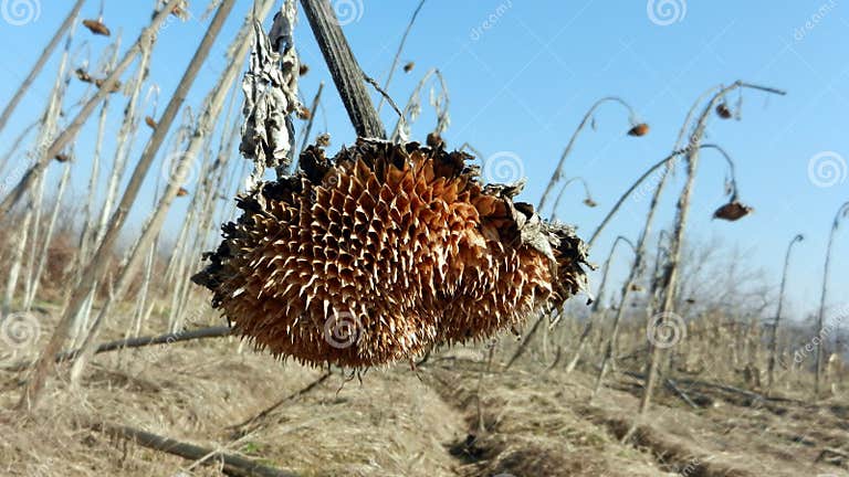 Weathered sunflower stock photo. Image of crop, cold - 51437194