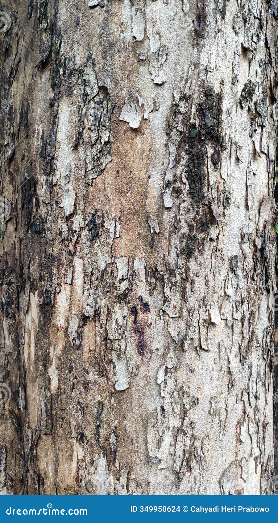 Weathered Surface Texture of a Tree Bark Stock Photo - Image of plant ...