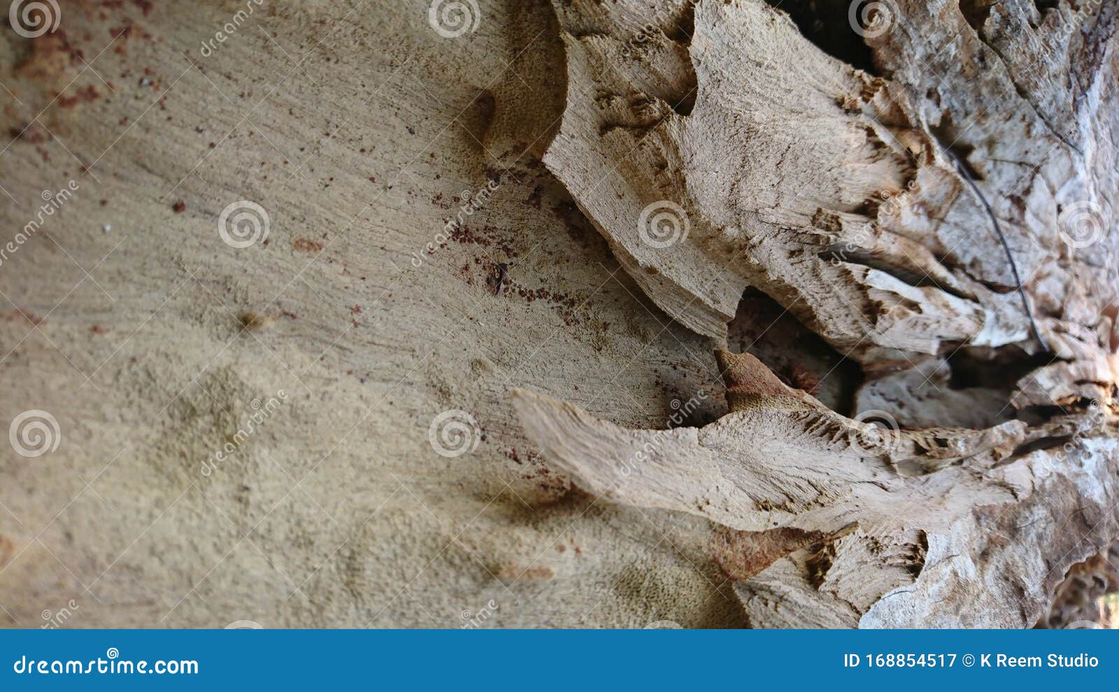 Weathered Tree Bark is Affected by Corrosion, Abstract Background Stock ...