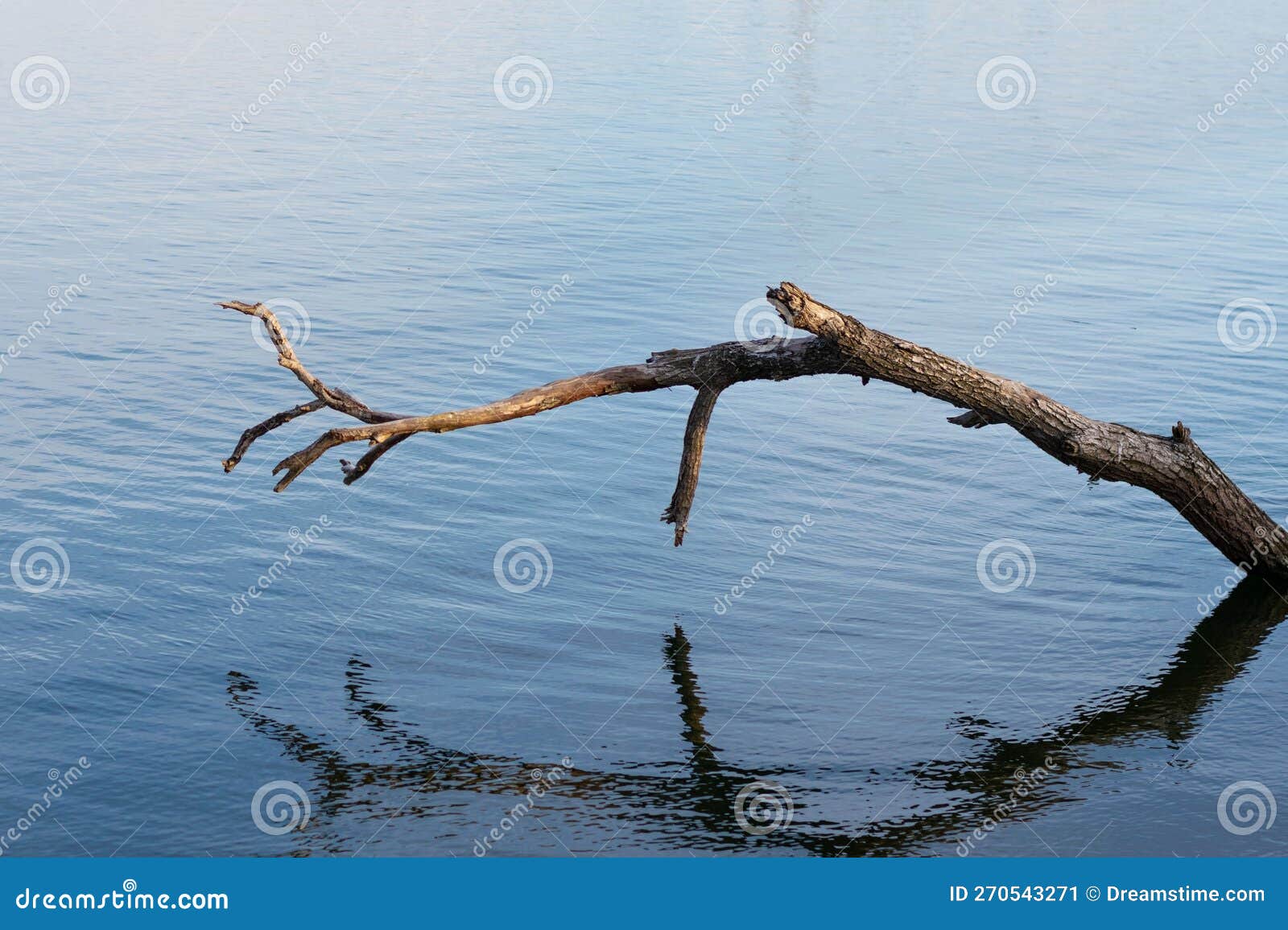 Weathered Tree Branch Growing in the Wavy Waters Stock Image - Image of ...