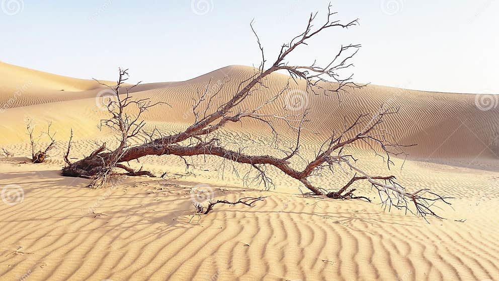 Weathered Tree Fallen in the Middle of a Desert Stock Photo - Image of ...