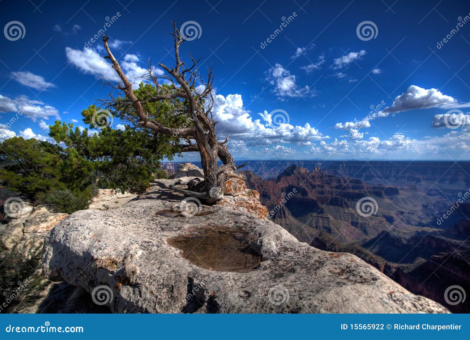 Weathered Tree on Mountain Top Stock Photo - Image of blue, weathered ...