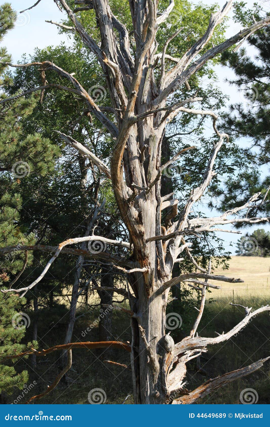 Weathered tree stock image. Image of fence, horn, clouds - 44649689