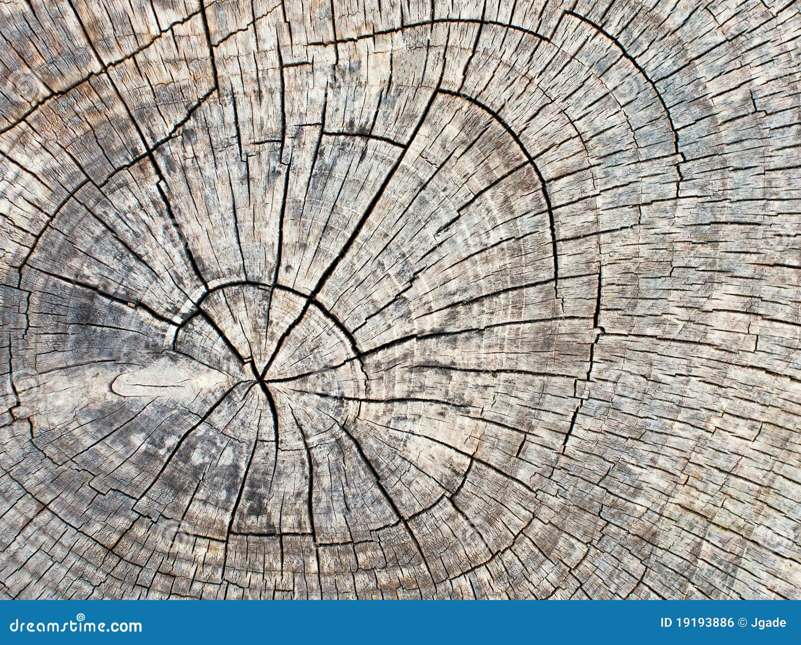 Weathered tree stump stock photo. Image of stem, destruction - 19193886