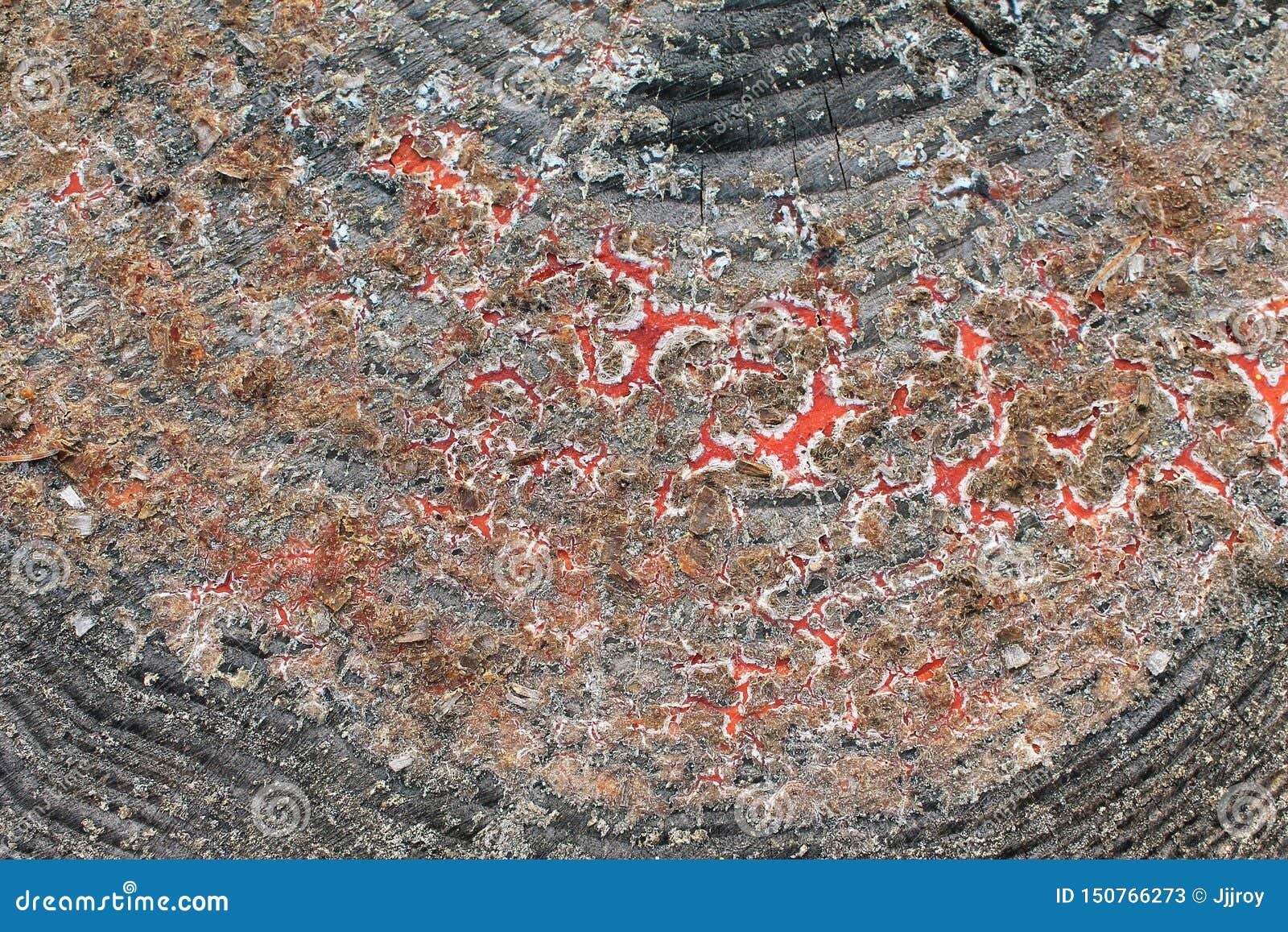 Colorful Tree Sap Forms an Abstract Pattern on Cut Log End Stock Image ...