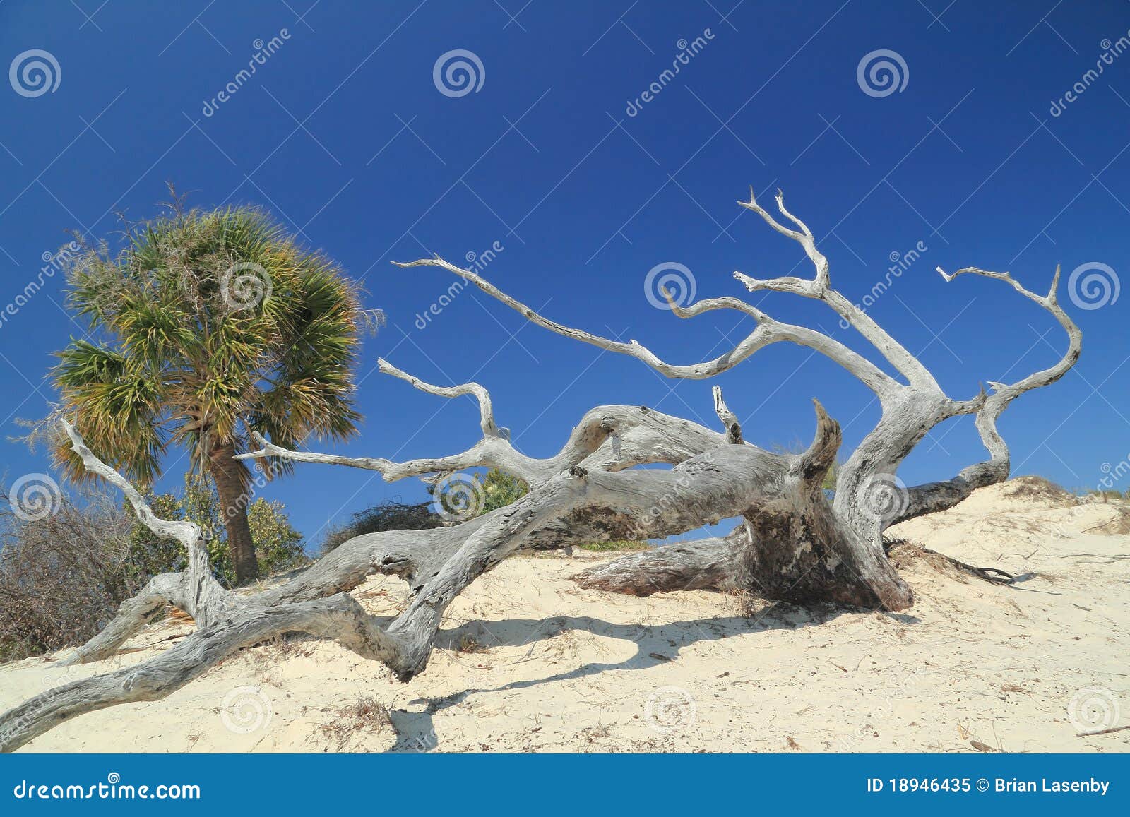 Weathered Tree Trunk on Sand Dune Stock Image - Image of georgia ...