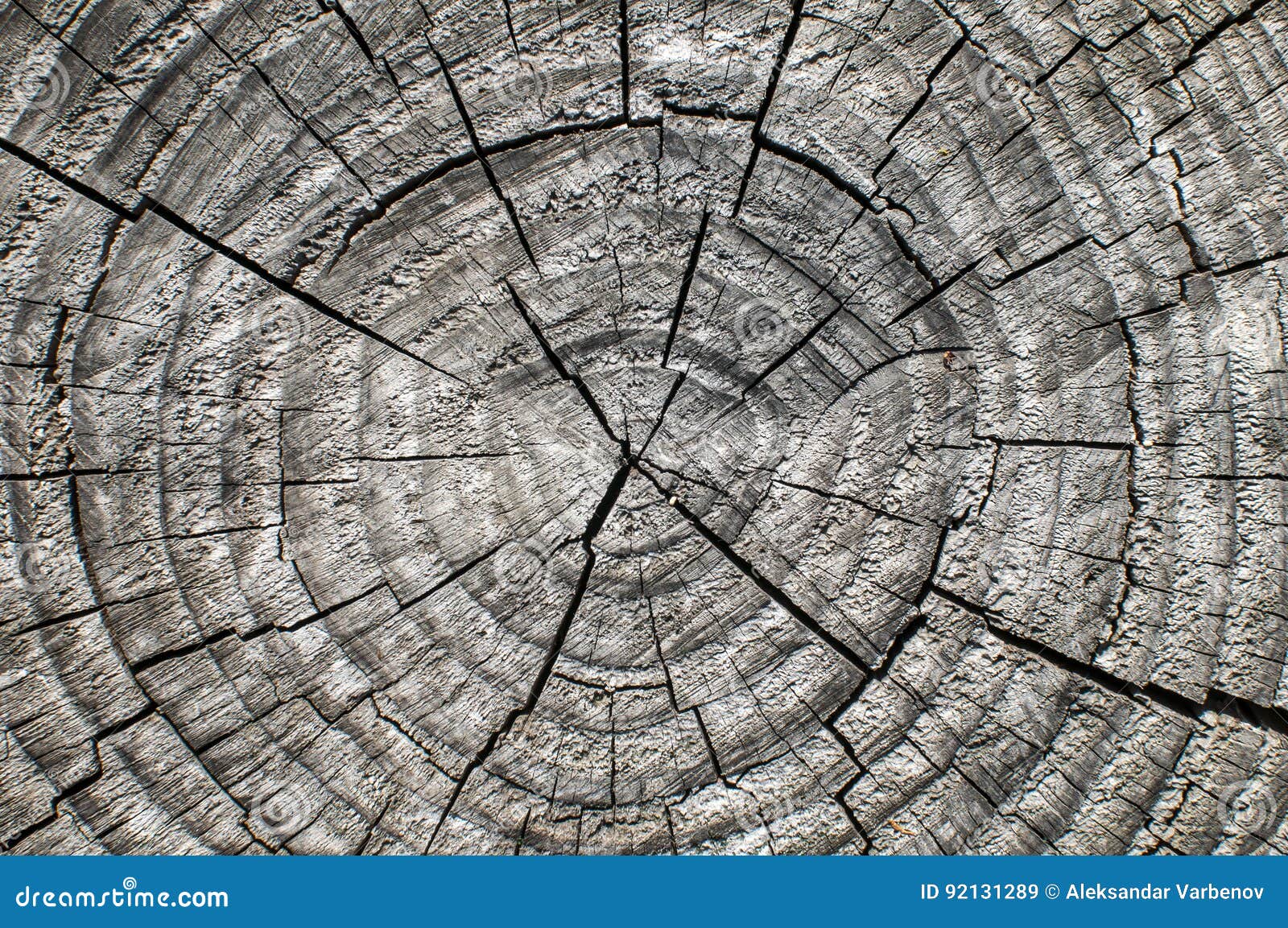 Weathered Tree Trunk Surface Closeup Stock Image - Image of material ...