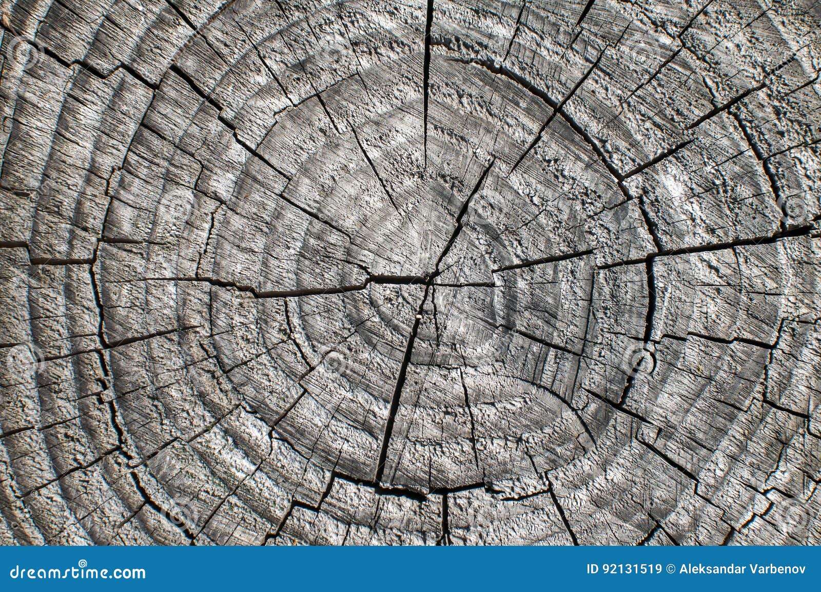 Weathered Tree Trunk Surface Closeup Stock Image - Image of lumber ...