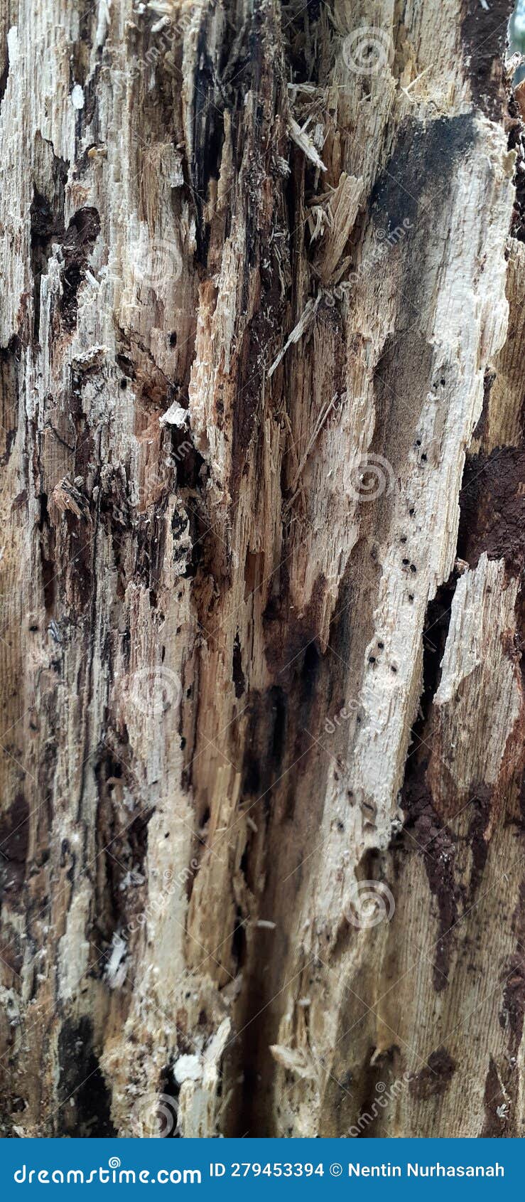 Weathered Tree Trunk Texture and Become a Nest of Insects Stock Photo ...